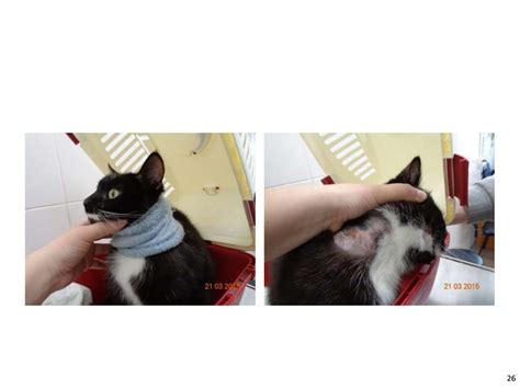 Заболевания кожи кошек ассоциированные с аллергией Online Presentation