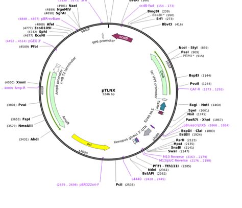 The Beginners Guide To Reading Plasmid Maps