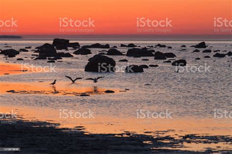 돌과 새의 실루엣이 많은 바다 해안 위의 붉은 색 일몰 하늘 0명에 대한 스톡 사진 및 기타 이미지 0명 가금류 갈매기 Istock
