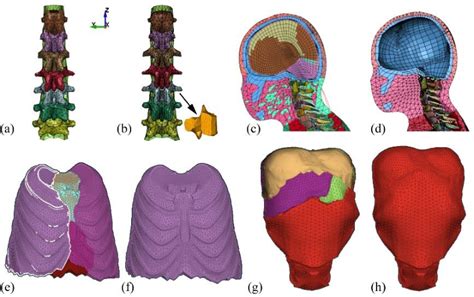 Figure From Developing A Full Body Finite Element Model And Its Validation For Seating Comfort