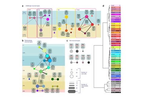Single Cell Rna Seq Reveals The Fundamental Units Of The Brain Rna Seq Blog