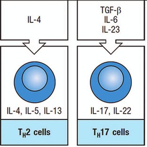 The differentiation of naïve T cells into specific phenotypes induced Download Scientific