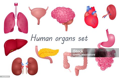 인간의 장기 3d 현실적인 세트 폐 방광 뇌 심장 비장 신장 간 소장이있는 위 큰 결장 췌장 해부학 적 고립 된 요소의 번들 벡터 일러스트 레이 션 상징에 대한 스톡 벡터
