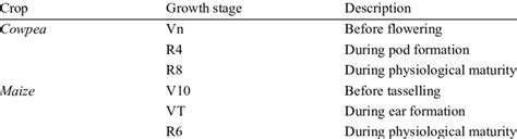 Description Of Plant Growth Stages In Maize And Cowpea Download Table