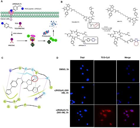 Bioorthogonal Protac Prodrugs Enabled By On Target Activation Pmc