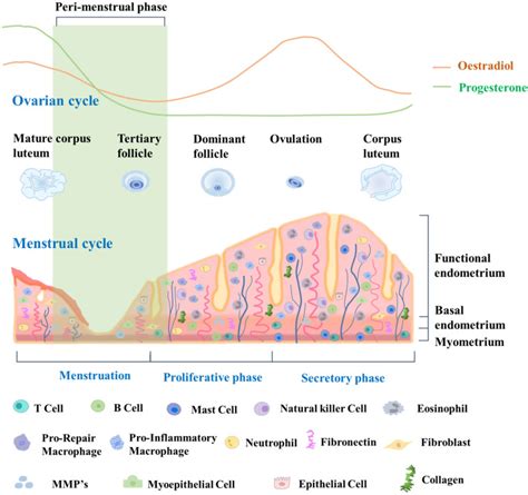 Endometrial Stem Cells Orchestrating Dynamic Regeneration Of