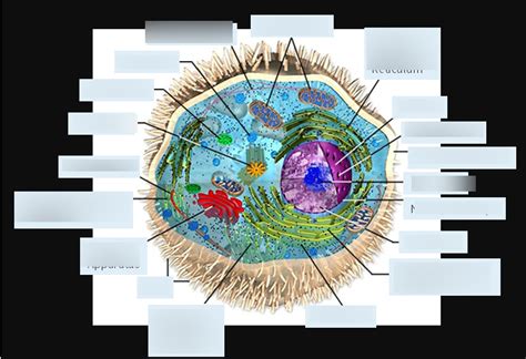 Diagram Of Eukaryotic Cell Diagram Quizlet