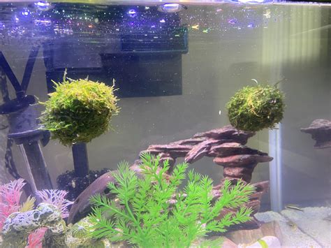 Anyone Knows Whats Inside These Floating Java Moss Balls Bought Them