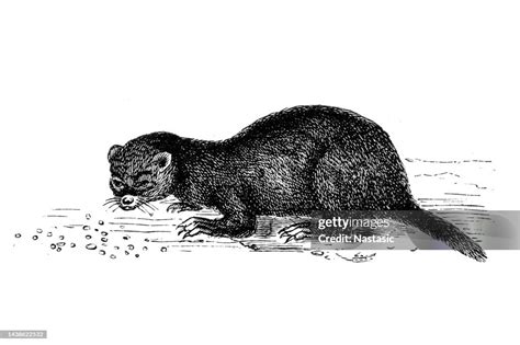 Polecat High Res Vector Graphic Getty Images