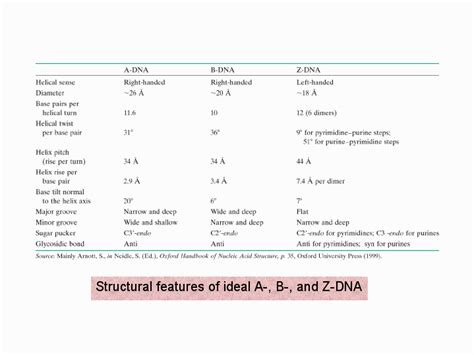 Difference Between A Form B Form And Z Form Dna At Rosie Halsey Blog