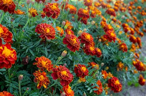 Premium Photo Red Marigold Or Marigold Flowers And Leaves Background