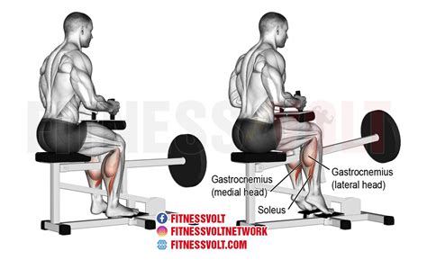 Ultimate Guide To Machine Seated Calf Raise For Stronger Calves