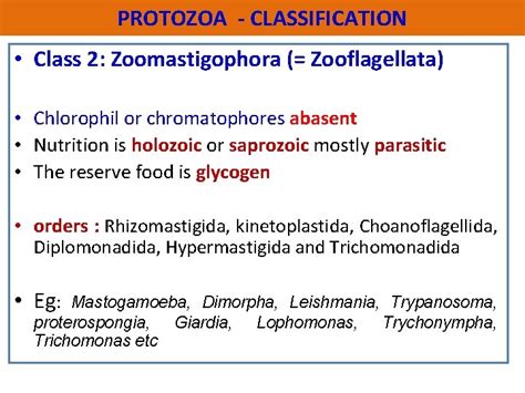 Protozoa General Characters Classification Dr P Ravi Sekhar