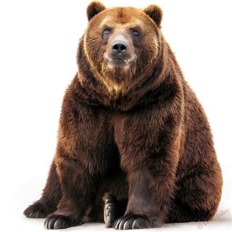 Картинки для детей медведь Картинки Detki Today Ursos Urso Urso Marrom