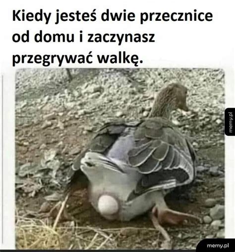Gorące Mamuśki Memypl