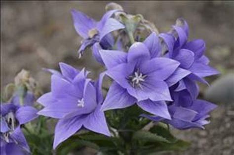 Platycodon Grandiflorus Double Blue Shipped From Grower To Your Door