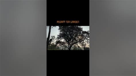 Assma Tea Garden ☕☕☕ Assam Nature Teagarden Youtube