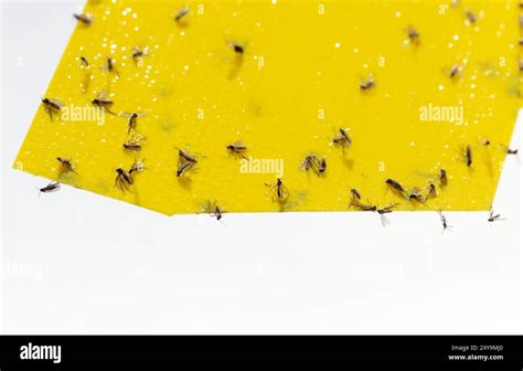 Fungus Gnats On Yellow Sticky Trap For Insects Chromatic And Sticky