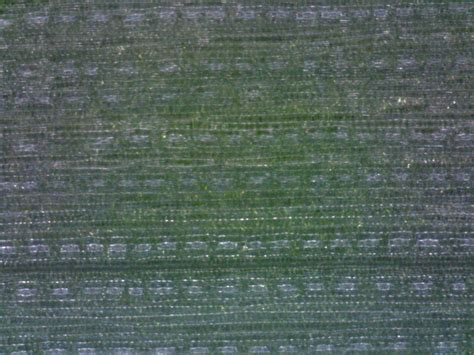 Stomata Youngleaves Object Detection Model By Stomatayoungleaves