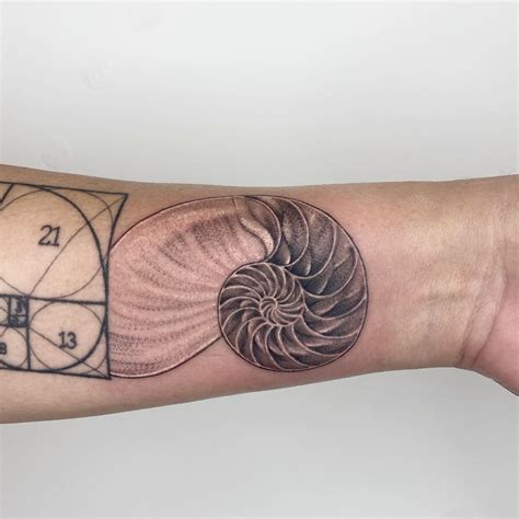 Nautilus Shell Fibonacci Sequence