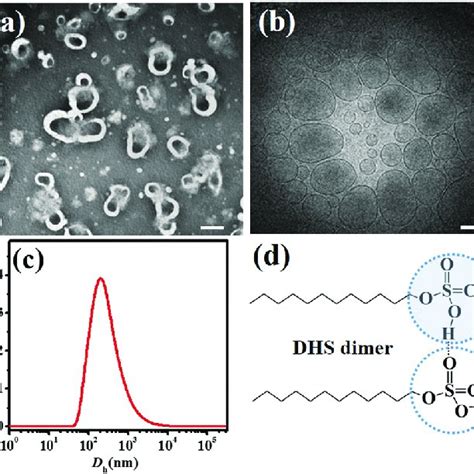 A Negative Staining Tem Image B Cryo Tem Image And C Dls Download Scientific Diagram