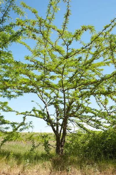 Imágenes De Comunes De árboles De Mezquite Son El árbol De Mezquite De