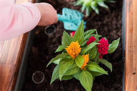 How To Grow And Care For Celosia