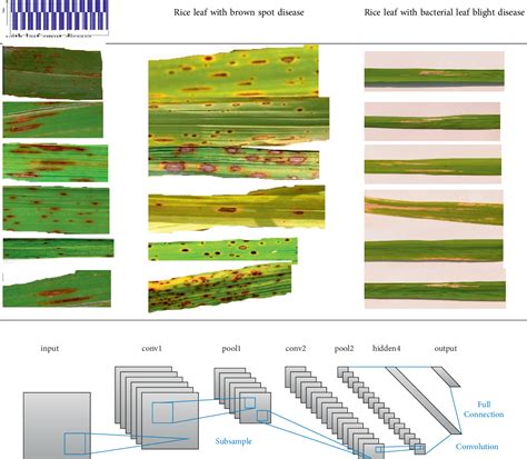 Figure 2 From Hybrid Feature Based Disease Detection In Plant Leaf Using Convolutional Neural