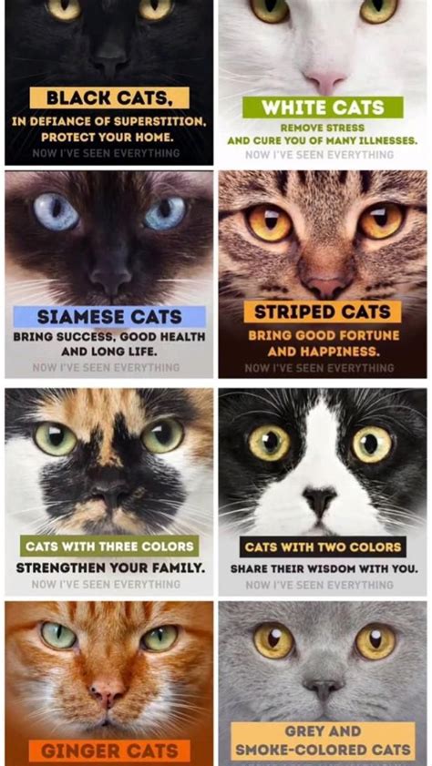 We Tried To Capture The Personality Of Each Of These Cats From A Cat