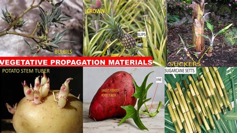 Vegetative Propagation Materials Youtube