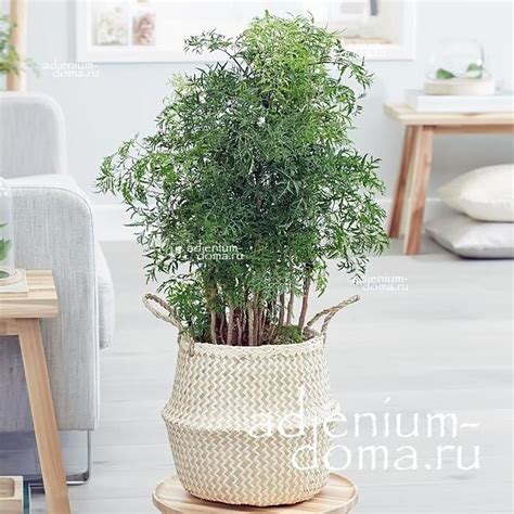 Polyscias FRUTICOSA (Полисциас): купить 3 семени c доставкой почтой 🌸 ...