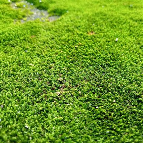 Moss Grass Grow It Or Get Rid Of It Mcbride Trailtandes