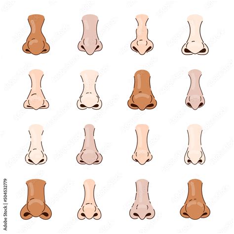 Different Human Noses Cartoon Illustration Set Male And Female Noses