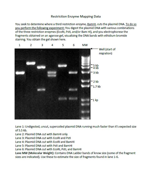 solved restriction enzyme mapping data you seek to determine
