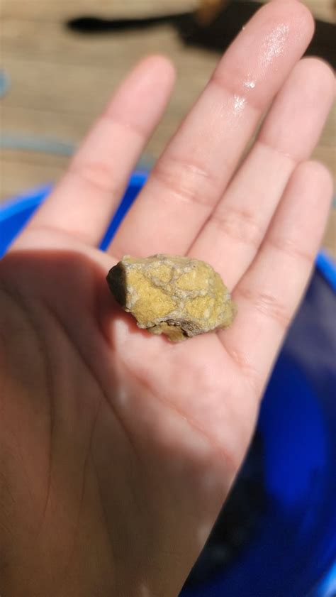 Fossilized Coral R Fossils