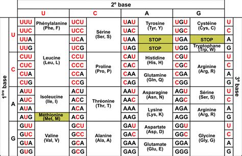 Le Code Génétique Représenté Sous Forme De Tableau Planet Vie