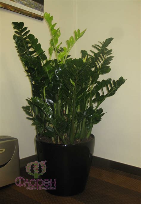 Замиокулькас купить в Киеве Доставка Пересадка Гарантия Флорен