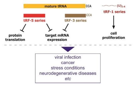 如何研究tRFs不妨先看这篇Cell Research文章 锐博生物