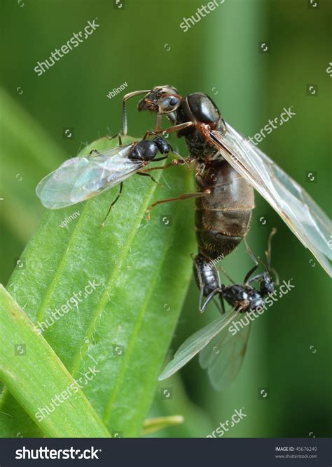 Sexual Ants Images Stock Photos Vectors Shutterstock