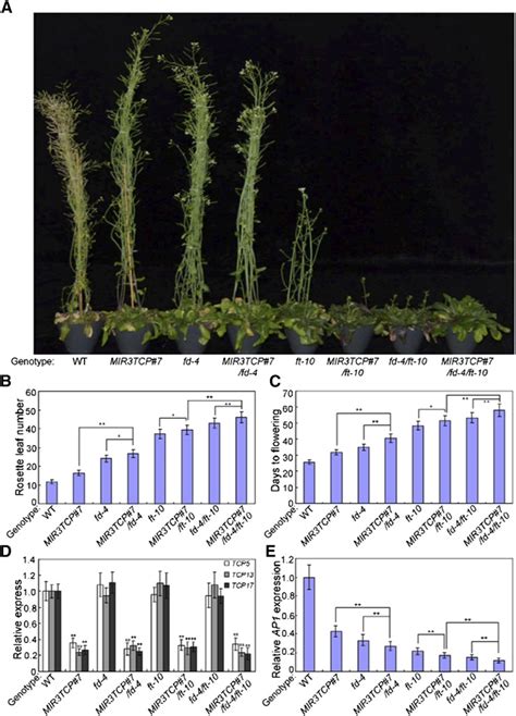 Arabidopsis Class Ii Tcp Transcription Factors Integrate With The Ft Fd Module To Control