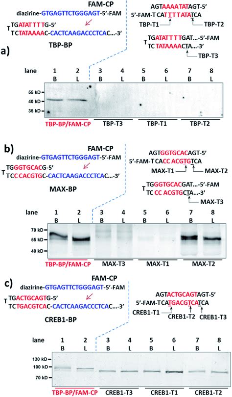 Binding Probe And Capture Probe Sequences And Protein Labeling Results Download Scientific