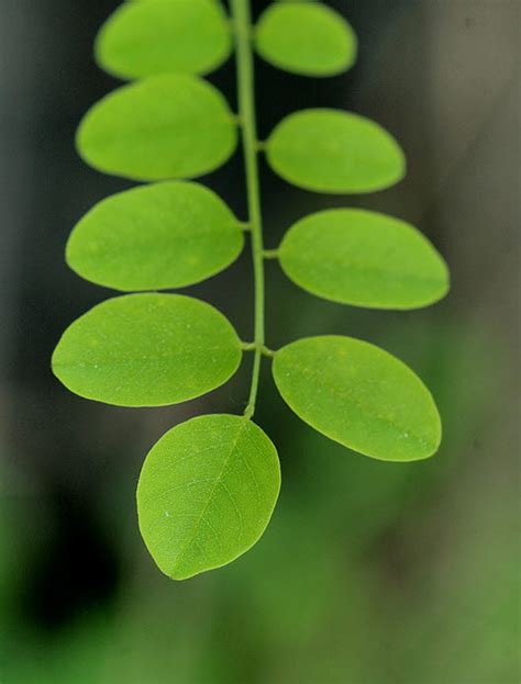 [스크랩] 아카시아 이파리~