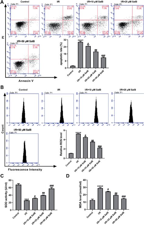 Salb Repressed Ischemia Reperfusion I R Induced Apoptosis And Download Scientific Diagram