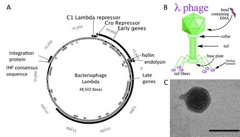Chapter 5 Investigating Dna Chemistry