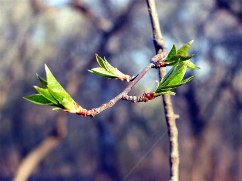Photography Of New Bud Tree Background Germination Photography Tree Bud Background Image For