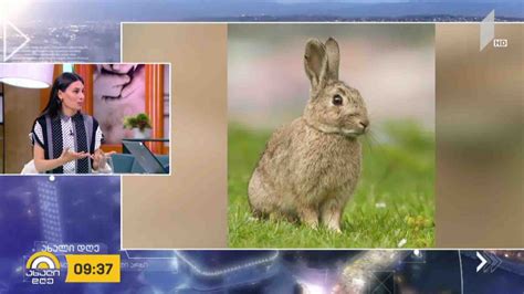 ახალიდღე ეკოლოგია ცხოველები რომლებმაც ადამიანების სიცოცხლე გადაარჩინეს Youtube