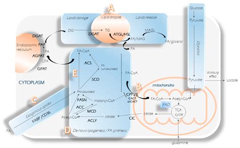 Fatty Acid Pathways Involvement In Cancer Progression A Lipid