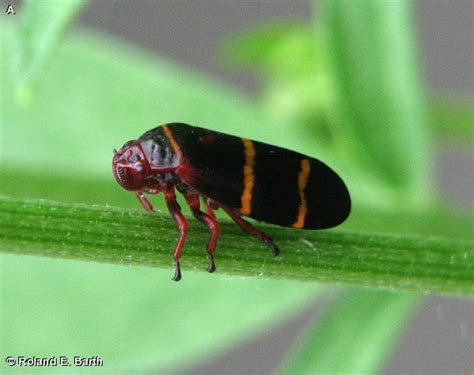 Two Lined Spittlebug Fontenelle Forest Nature Search Fontenelle Forest Nature Search