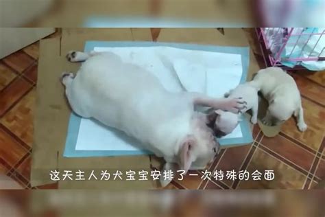 小狗们大逆不道，第居然打狗爸爸，网友：法斗版九子夺嫡爸爸网友九子夺嫡