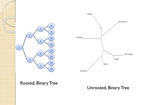 Ppt Phylogenetic Tree Powerpoint Presentation Free Download Id 3032156